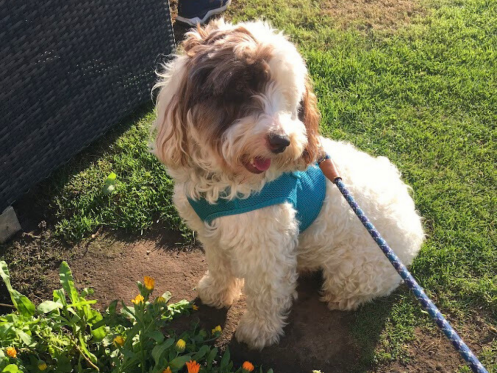 Dog Friendly Properties Whitby